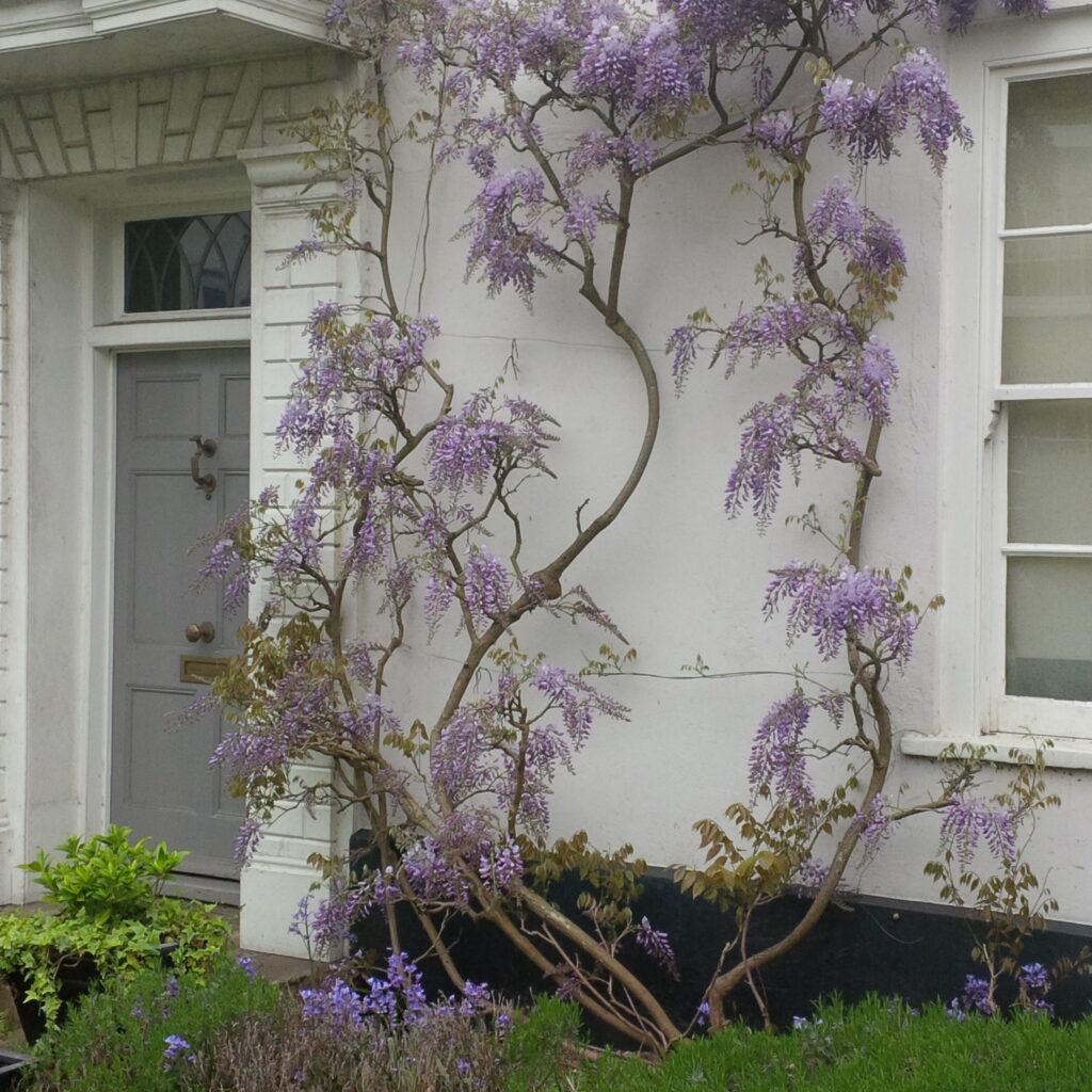 May Plant Of The Month - Wisteria - Simply Garden Maintenance